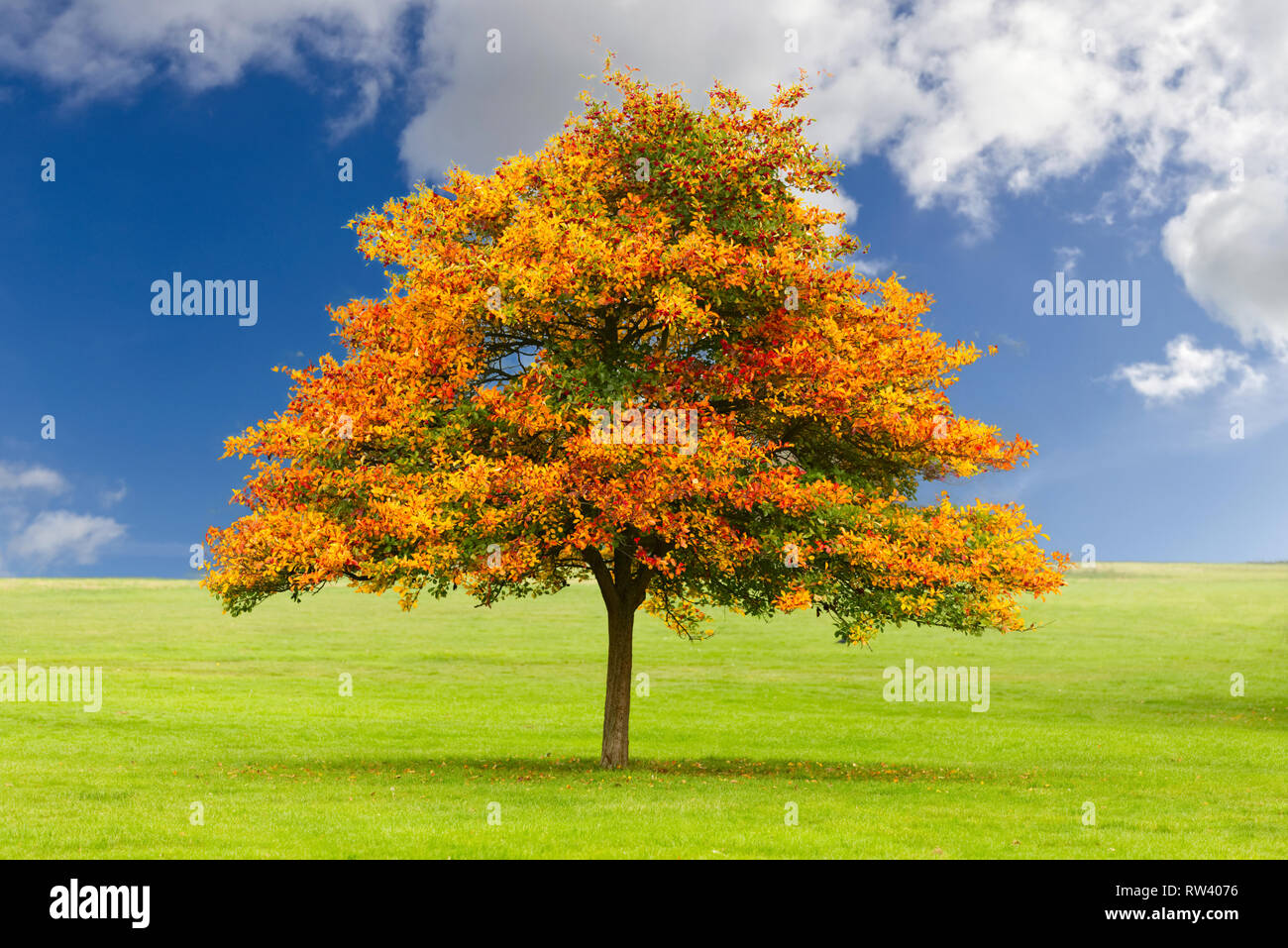 Tree season composite hi-res stock photography and images - Alamy