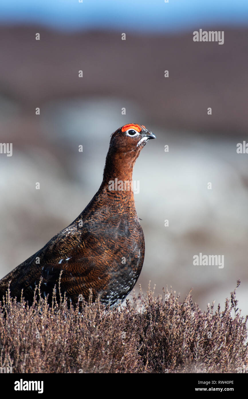 Male Red Grouse, Lagopus lagopus, on moorland in spring, starting to ...
