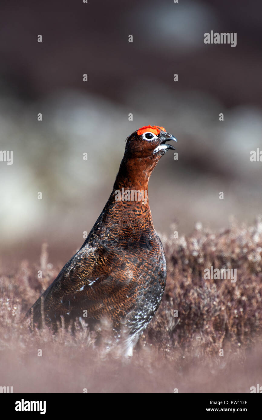 Askrigg moor hi-res stock photography and images - Alamy