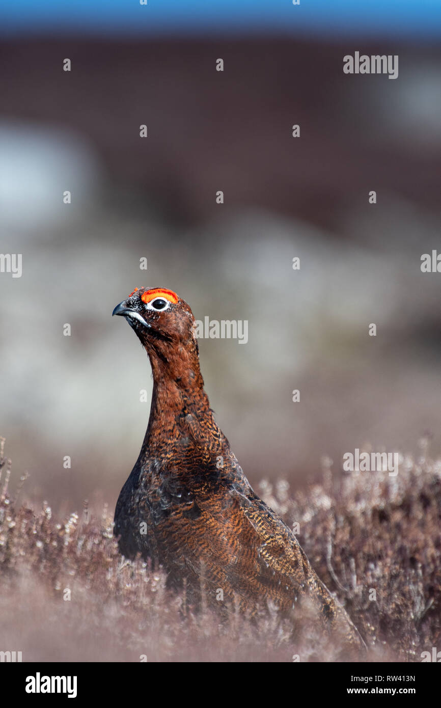 Askrigg moor hi-res stock photography and images - Alamy