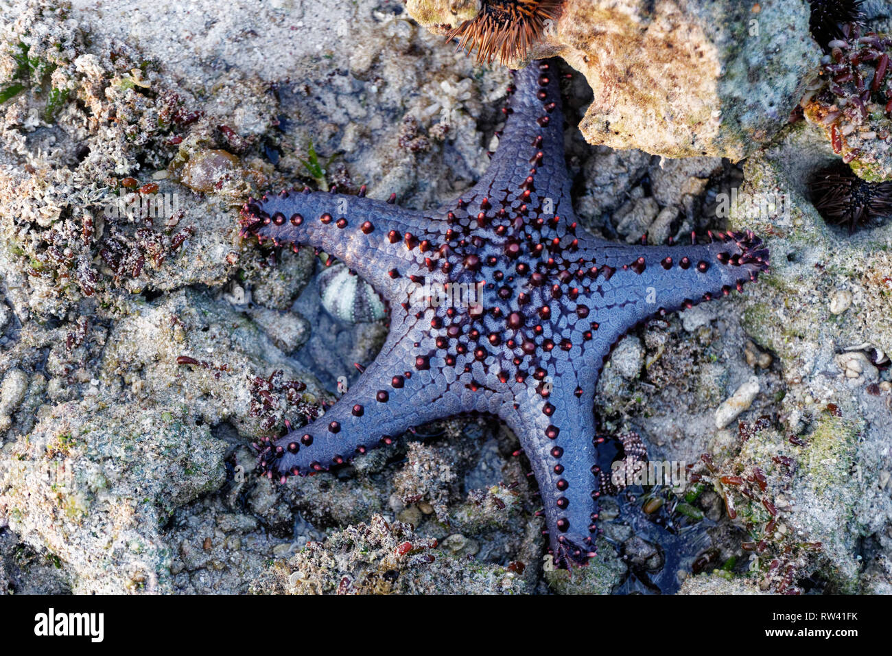 Protoreaster species hi-res stock photography and images - Alamy