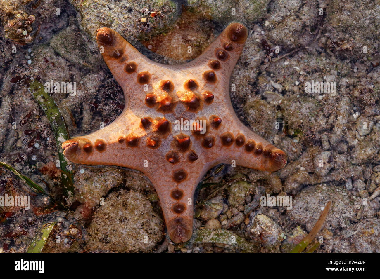 Malapascua Island, Philippines. May, 2018. Starfish Oreasteridae ...
