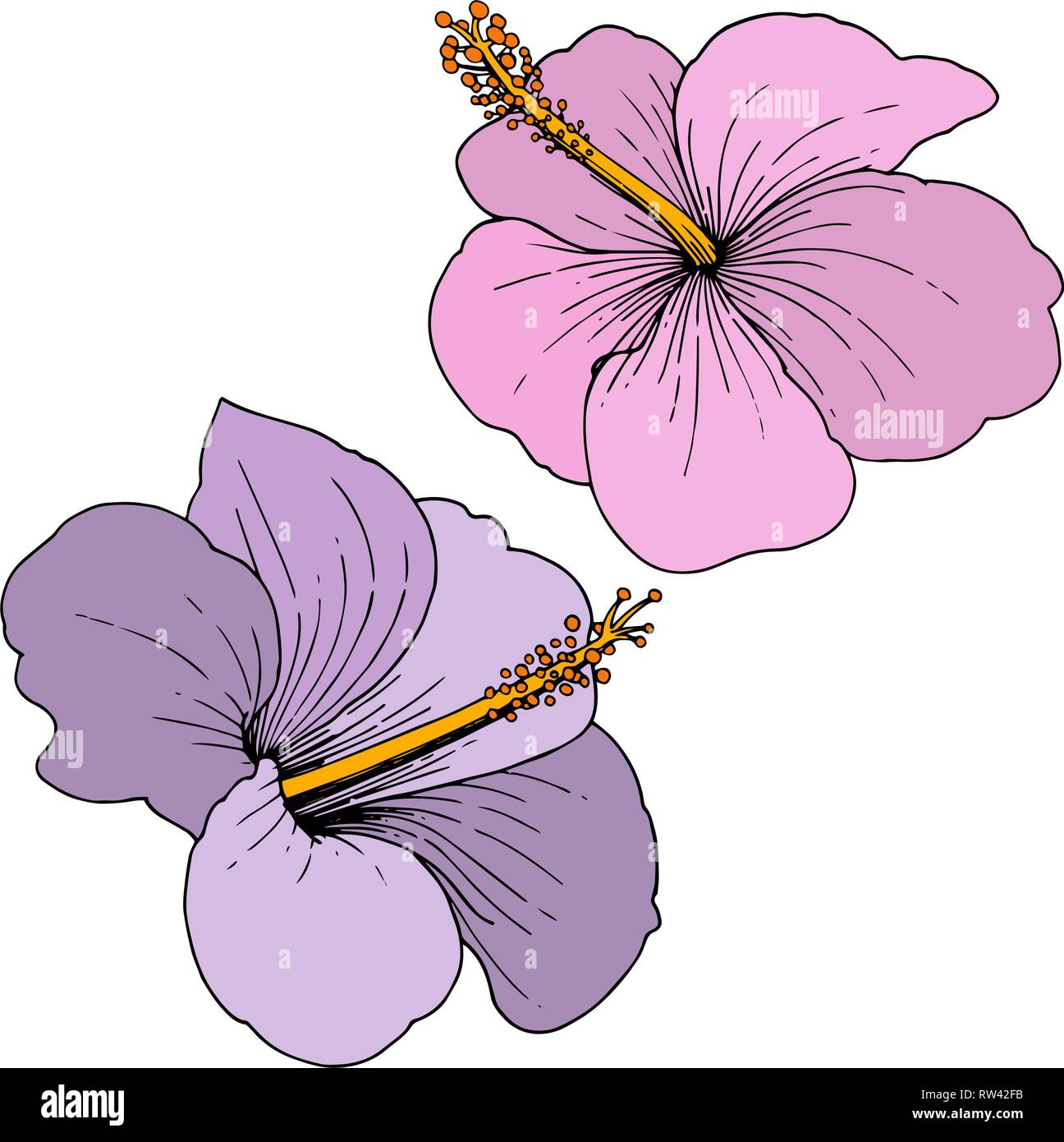 Vector Hibiscus floral tropical flowers. Engraved ink art. Isolated hibiscus illustration ...