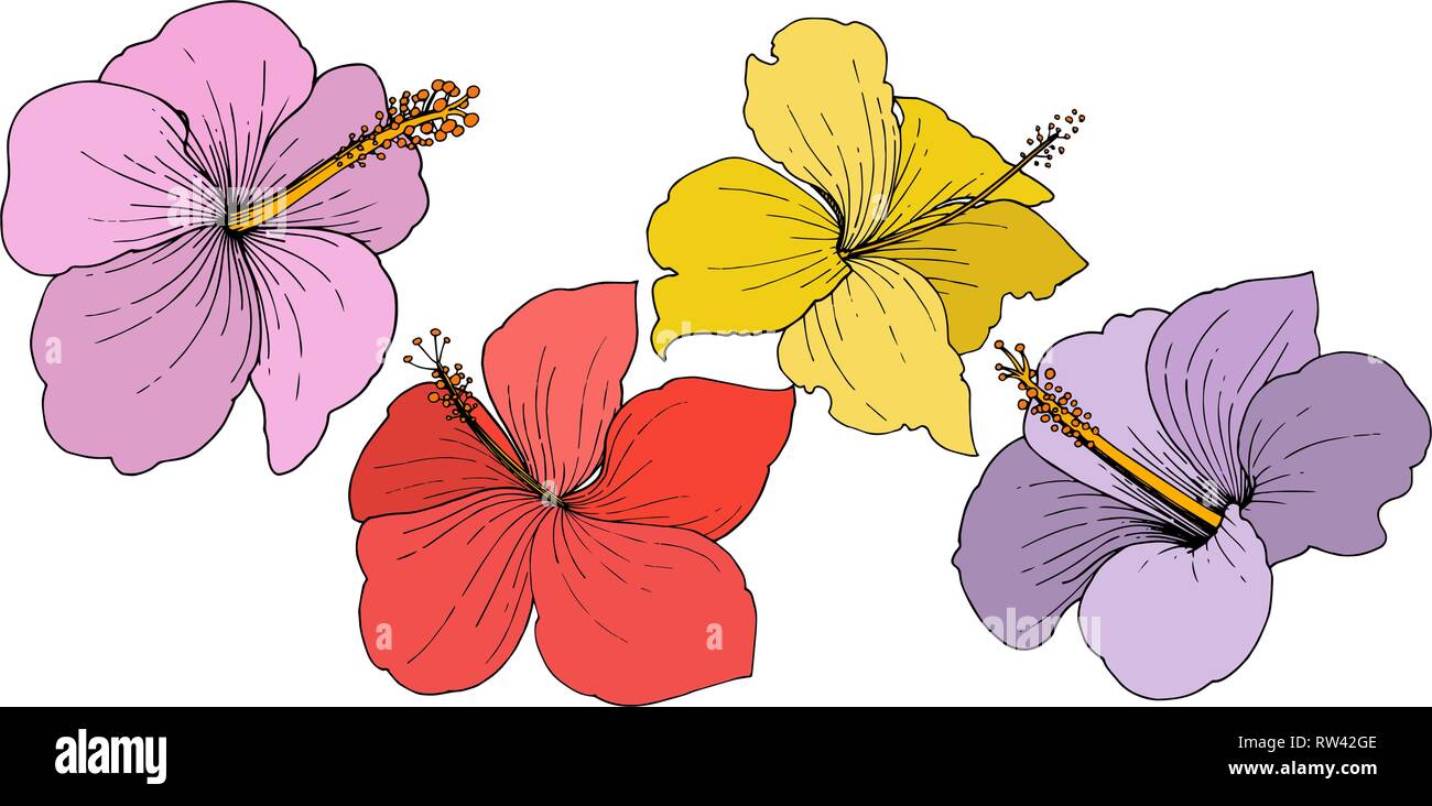 Vector Hibiscus floral tropical flowers. Engraved ink art. Isolated hibiscus illustration ...