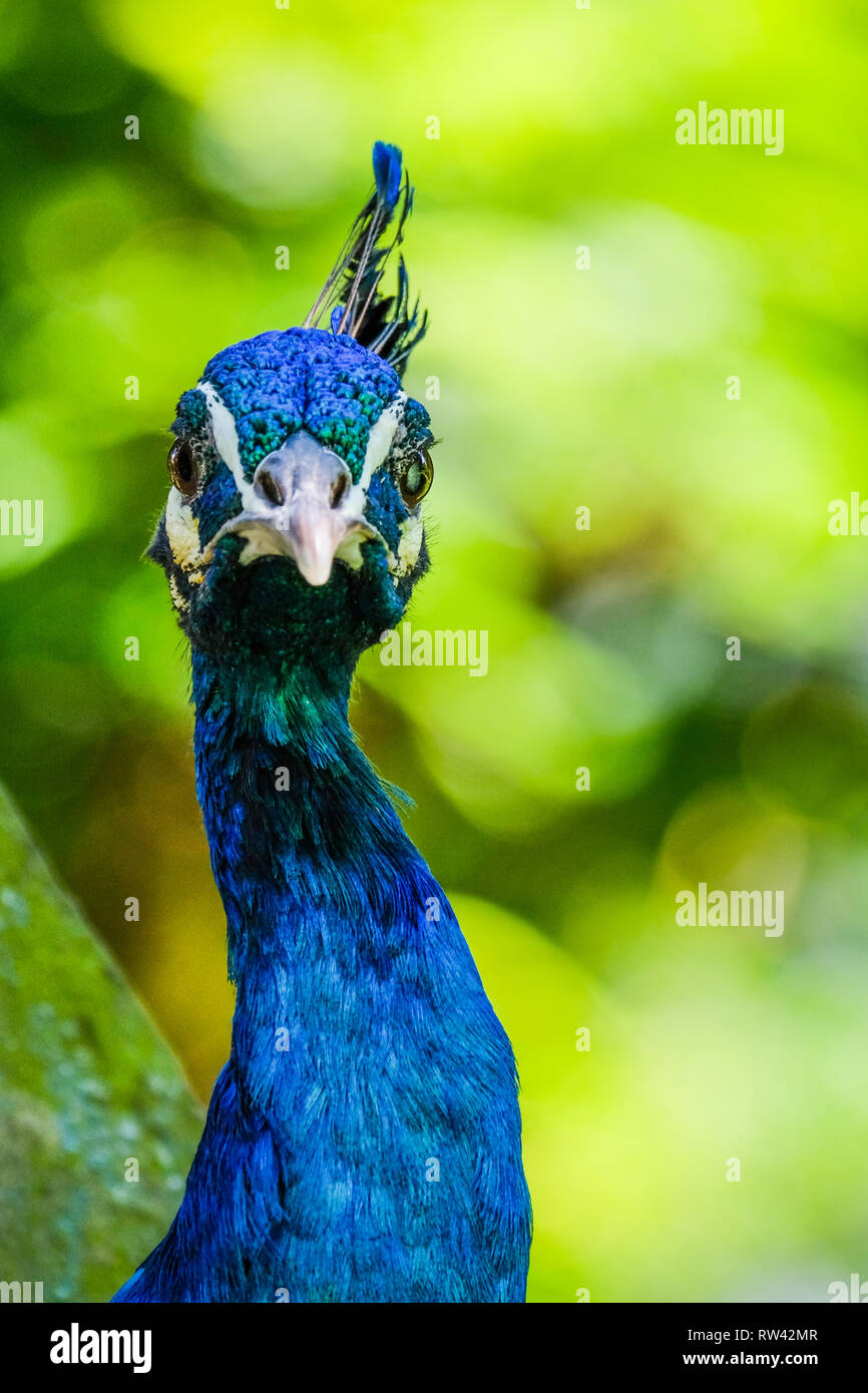 Proudly looking peacock in front of green blurry background Stock Photo ...