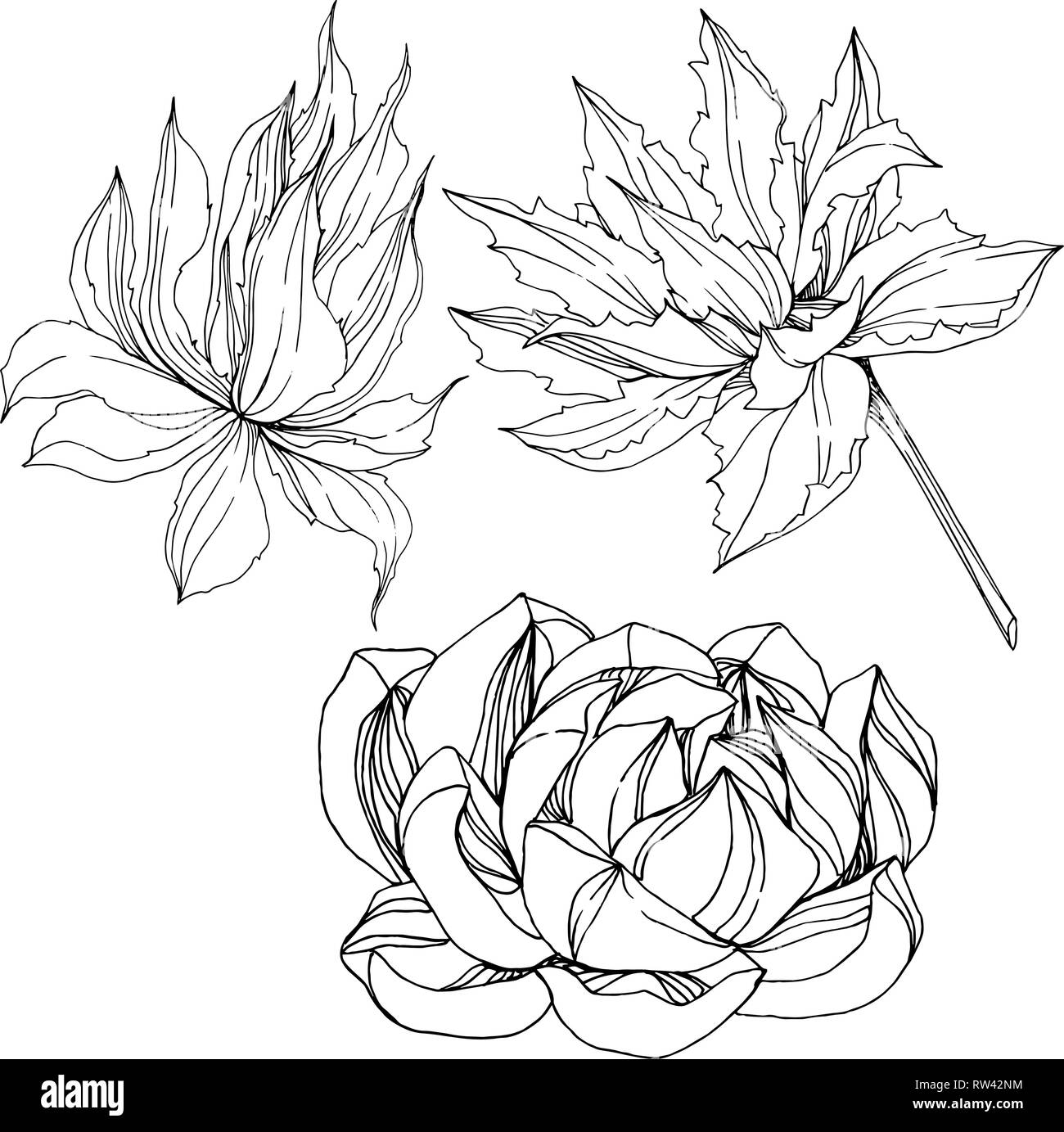 Black succulents Stock Vector Images - Alamy
