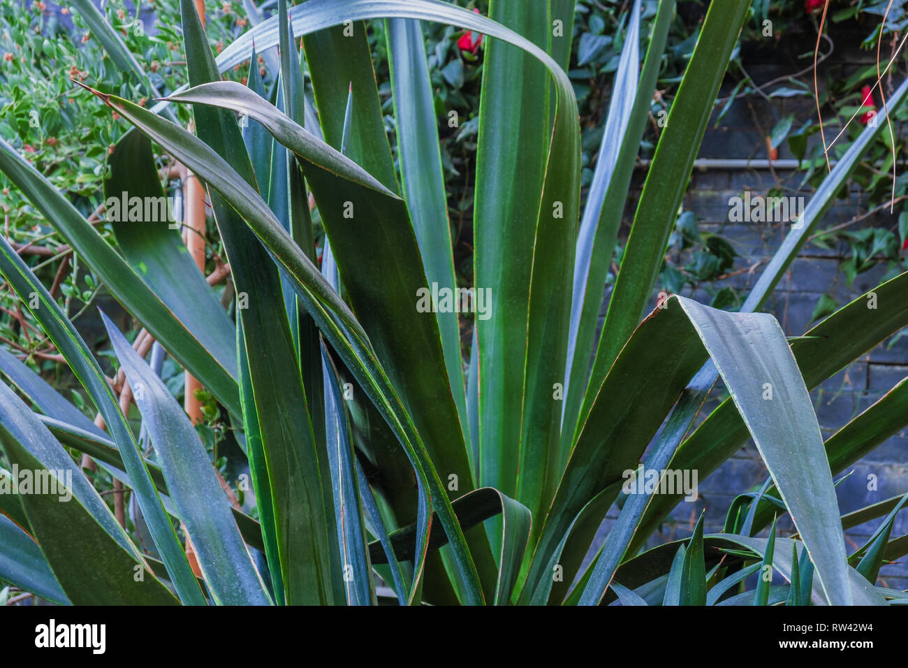 Natural pattern Blue Agave in a greenhouse Stock Photo - Alamy