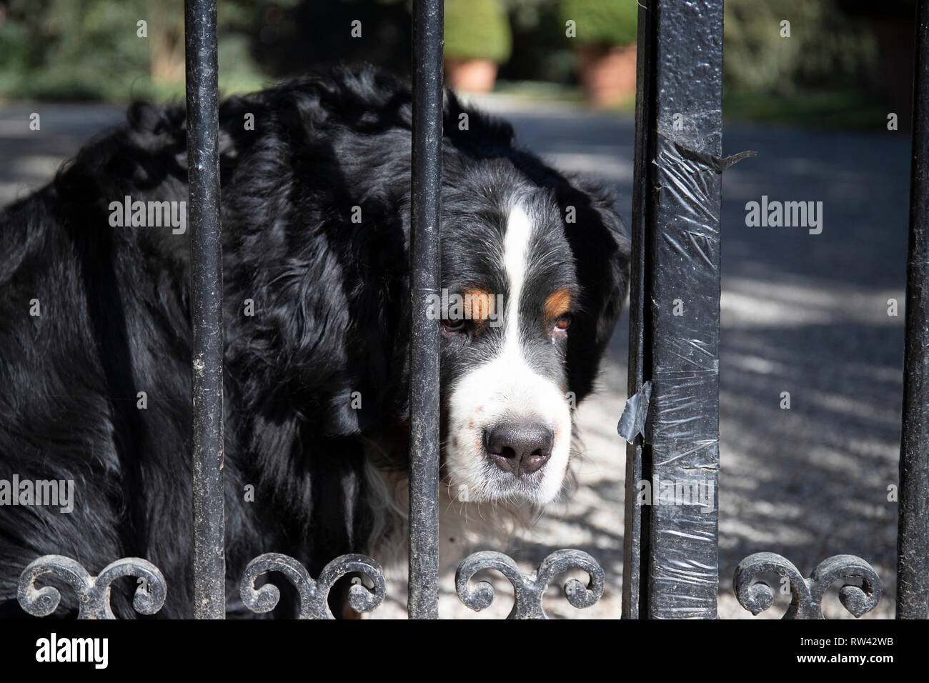Sad sheepdog hi-res stock photography and images - Alamy