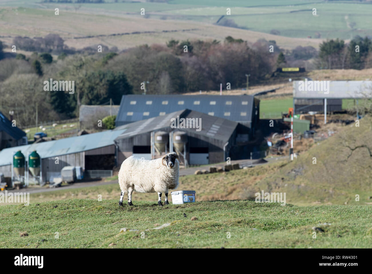 Blackface ewe eating a feed block with farmstead in background, Hexham ...