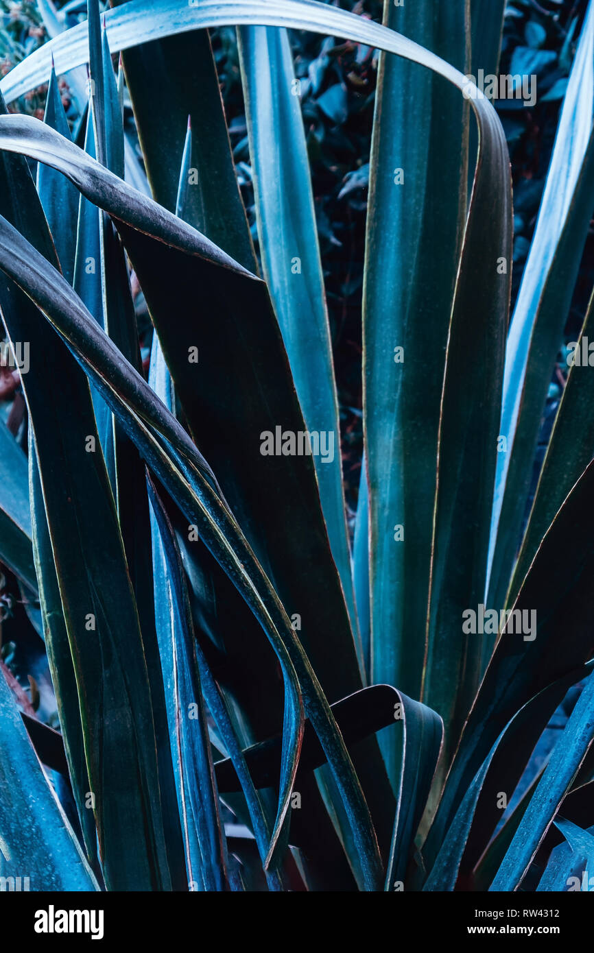 Agave Macro Closeup High Resolution Stock Photography and Images - Alamy