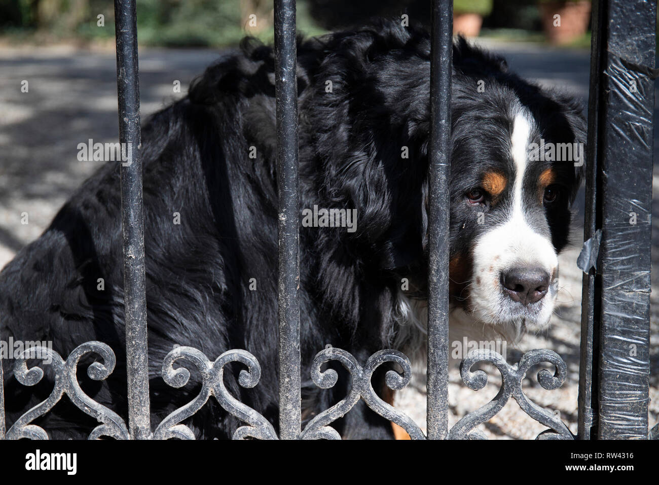 Cast muzzle hi-res stock photography and images - Alamy