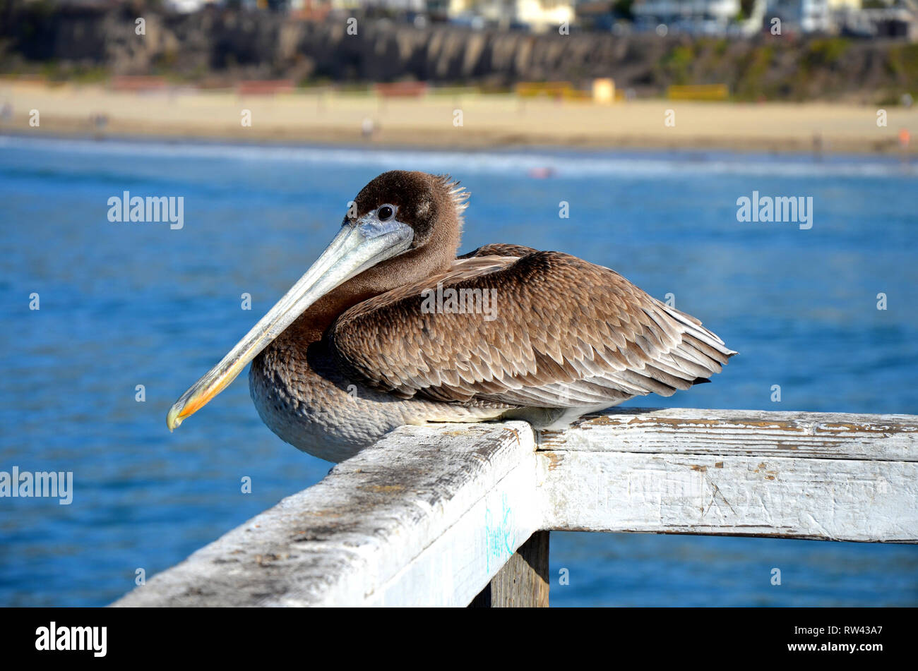 Pelican relaxing on pier Stock Photo - Alamy