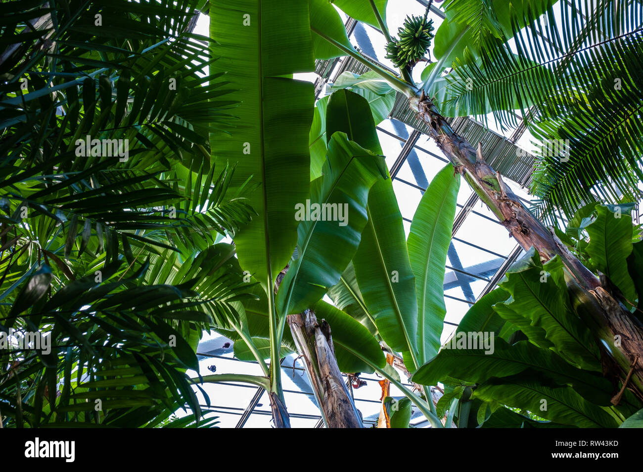 Banana trees in the greenhouse.High angel view Stock Photo - Alamy