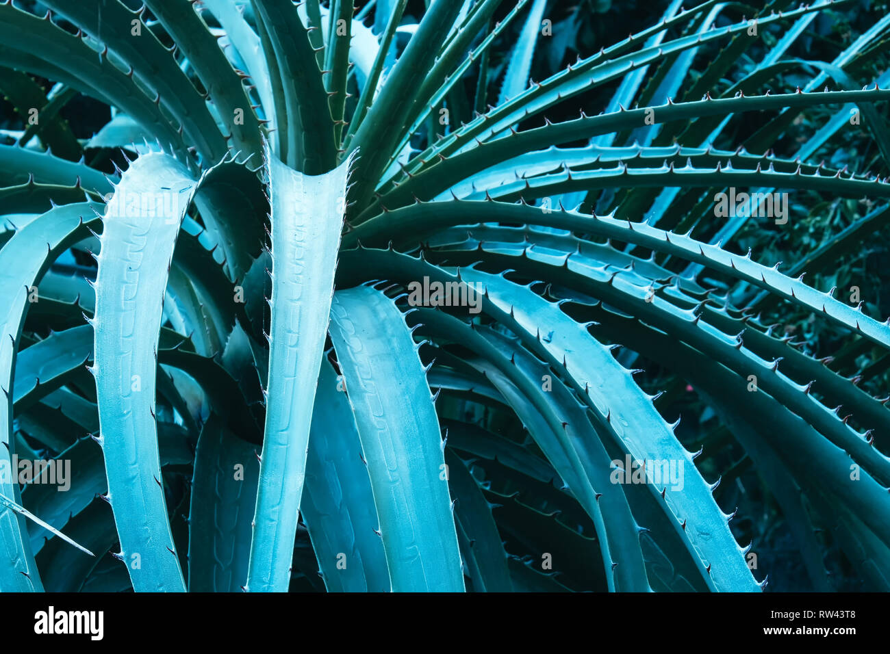 Aloe spider hi-res stock photography and images - Alamy