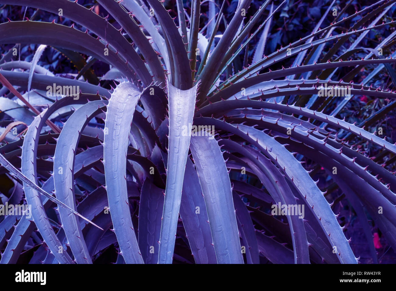 Natural pattern Spider Aloe toned ultraviolet Stock Photo - Alamy