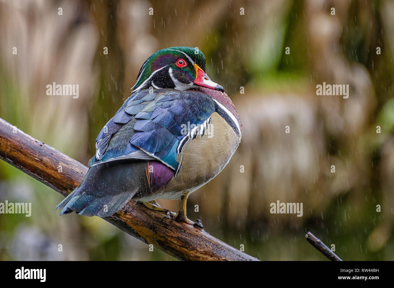 A male Wood Duck (Aix sponsa) perches on a branch in the rain, Franklin ...