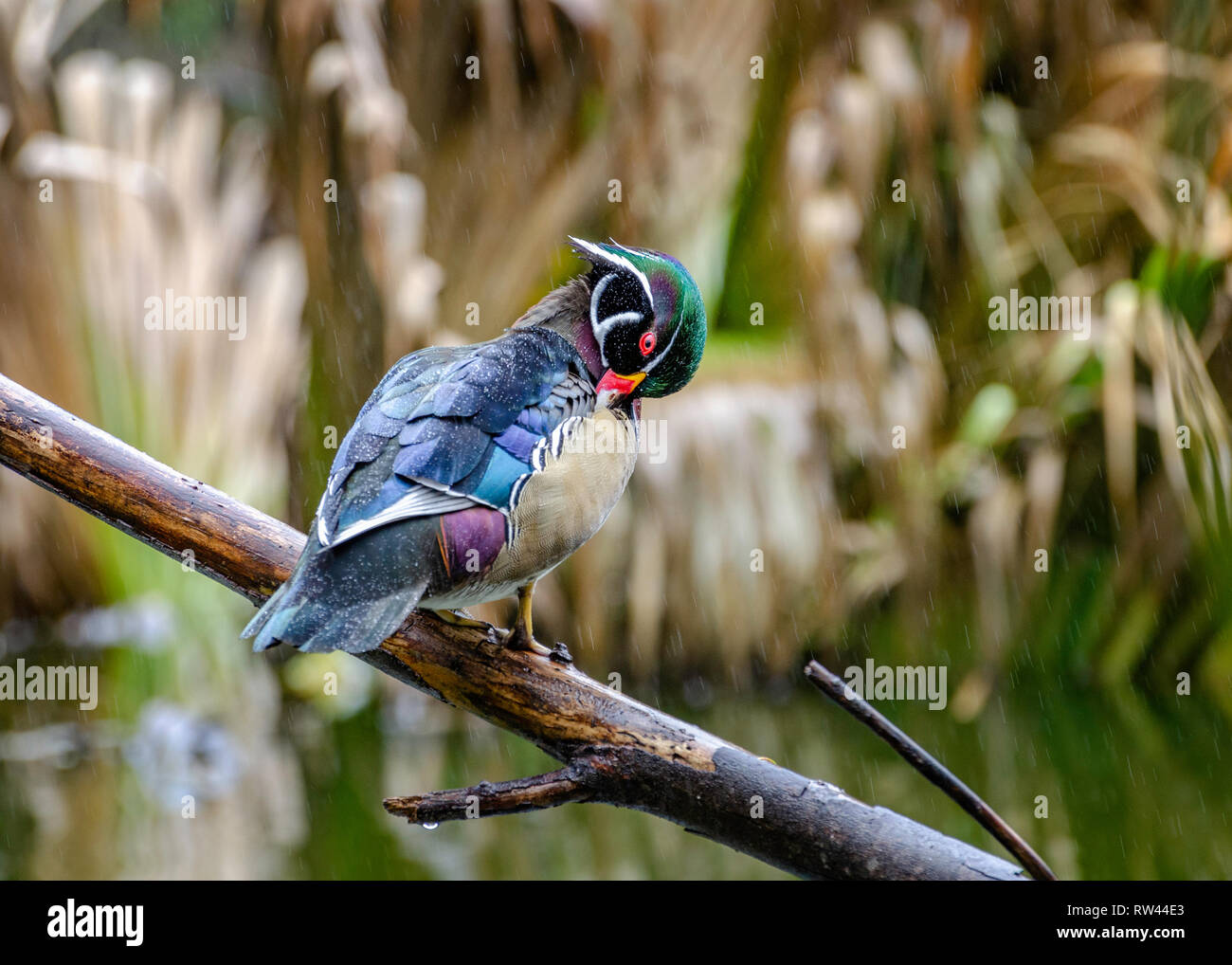 A male Wood Duck (Aix sponsa) perches on a branch in the rain, Franklin ...