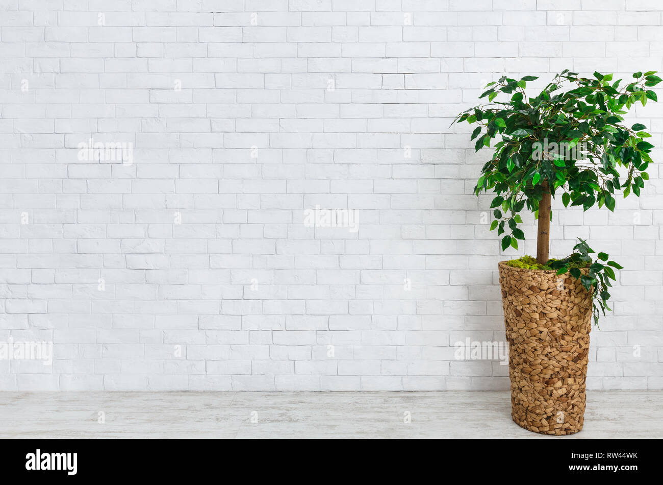 Ficus tree in pot Stock Photo - Alamy