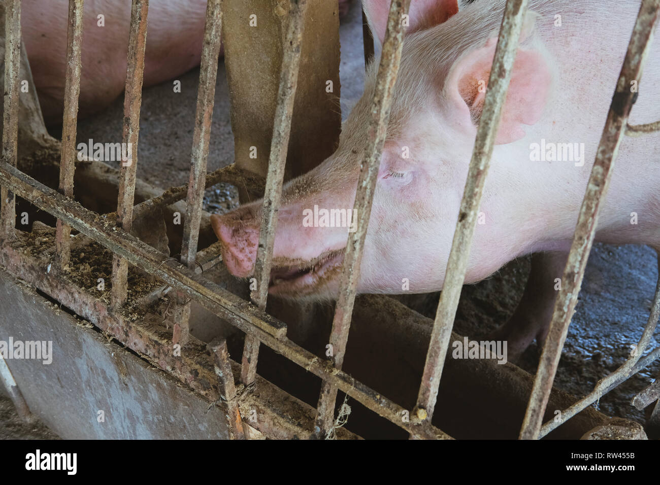 pig in stable in organic farm. Livestock breeding Stock Photo - Alamy