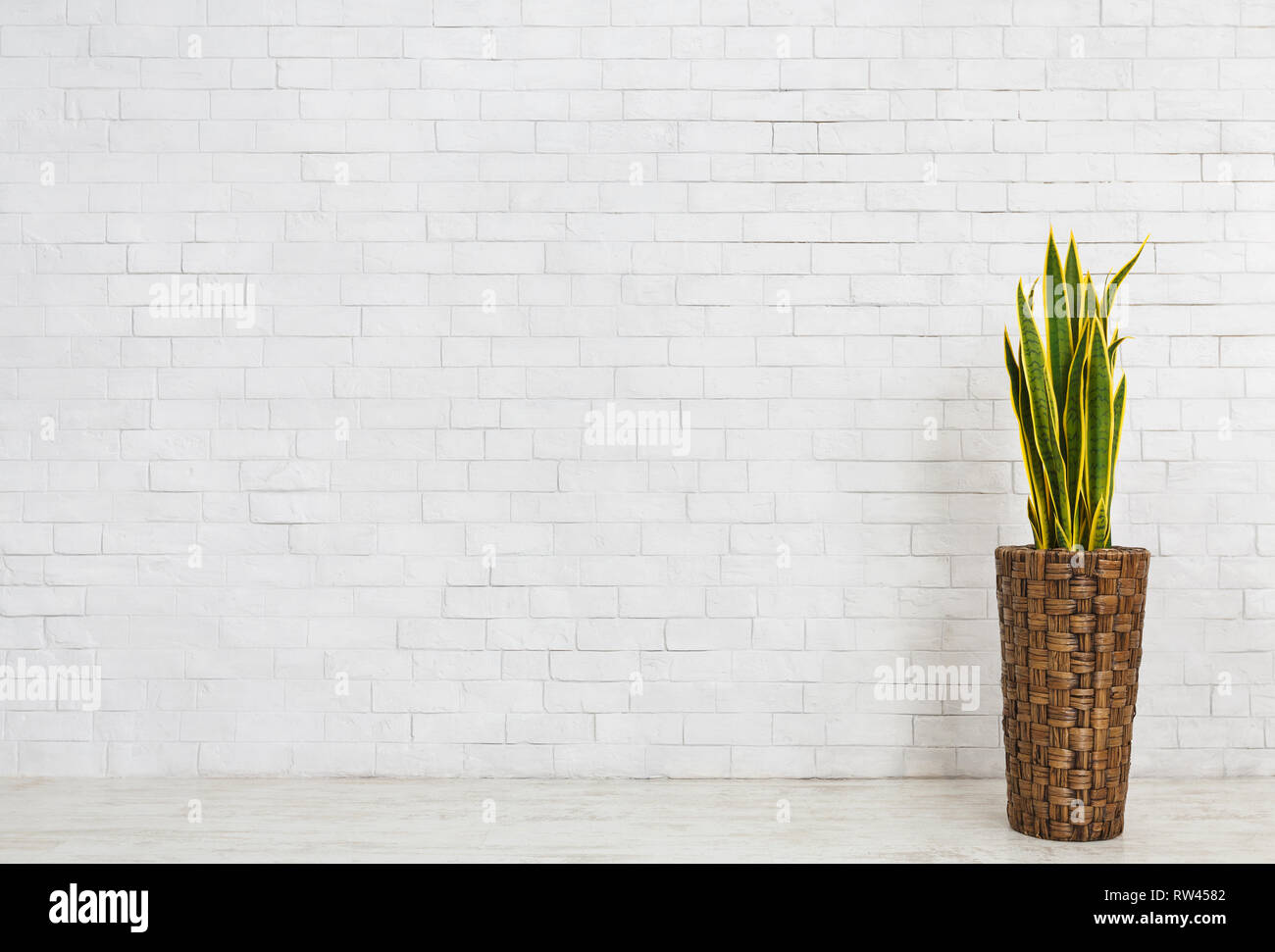 Snake plant in pot on white background Stock Photo - Alamy