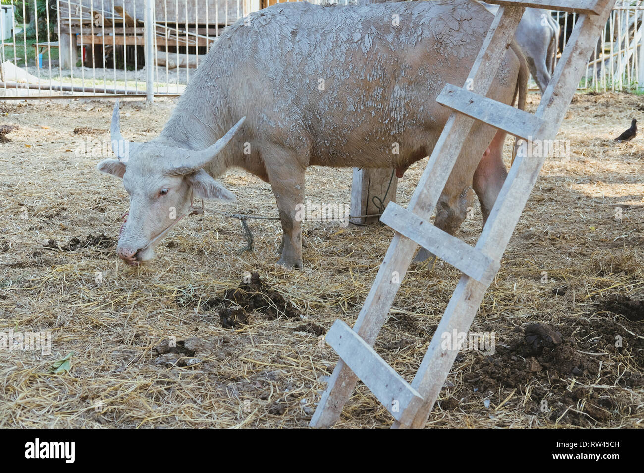 water buffalo cattle in stable in farm Stock Photo - Alamy