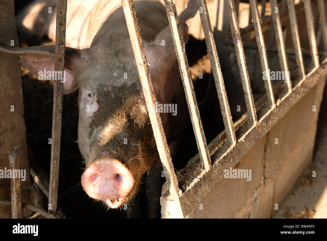 pig in stable in organic farm. Livestock breeding Stock Photo - Alamy