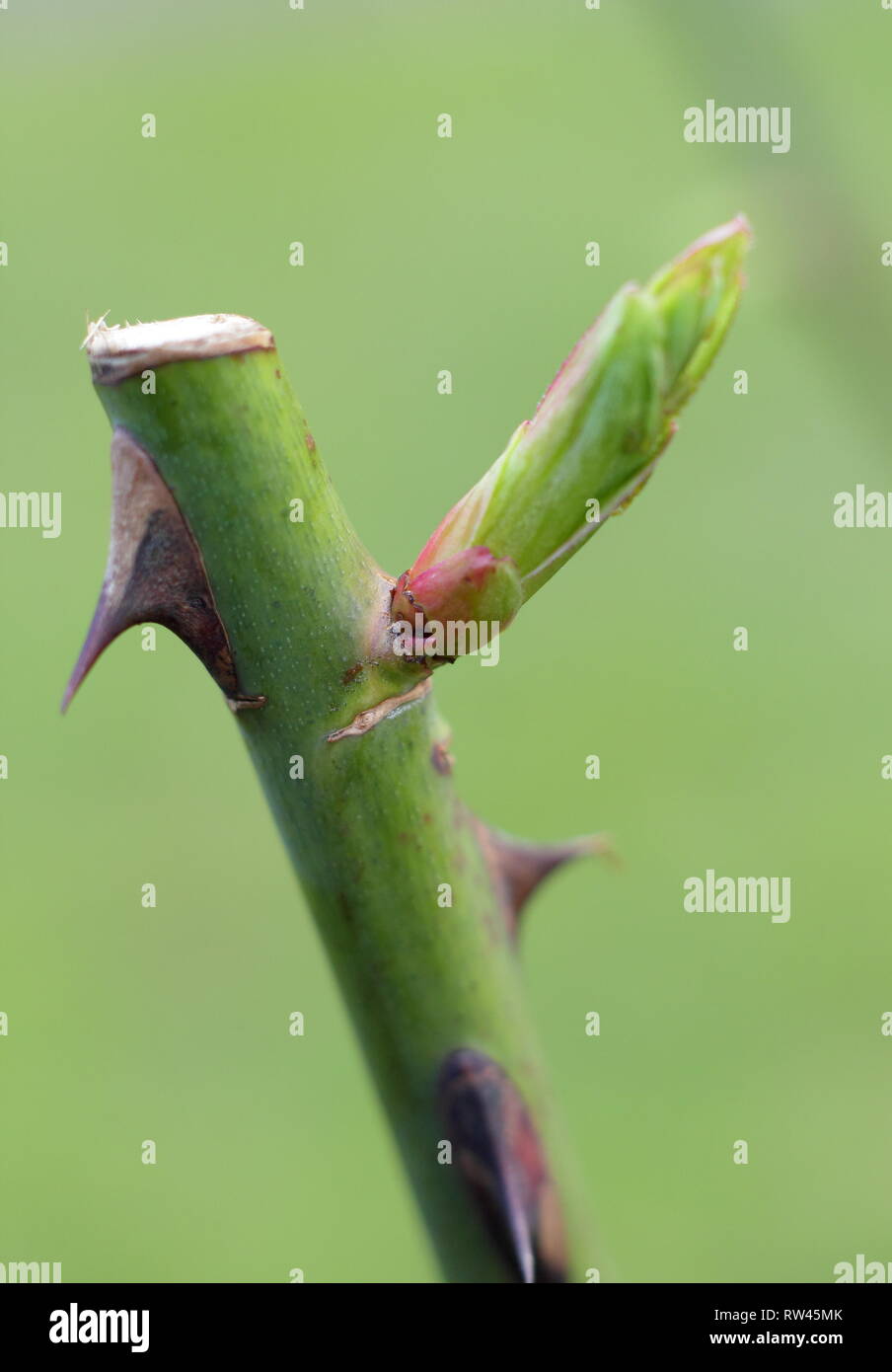 Pruning roses february hi-res stock photography and images - Alamy