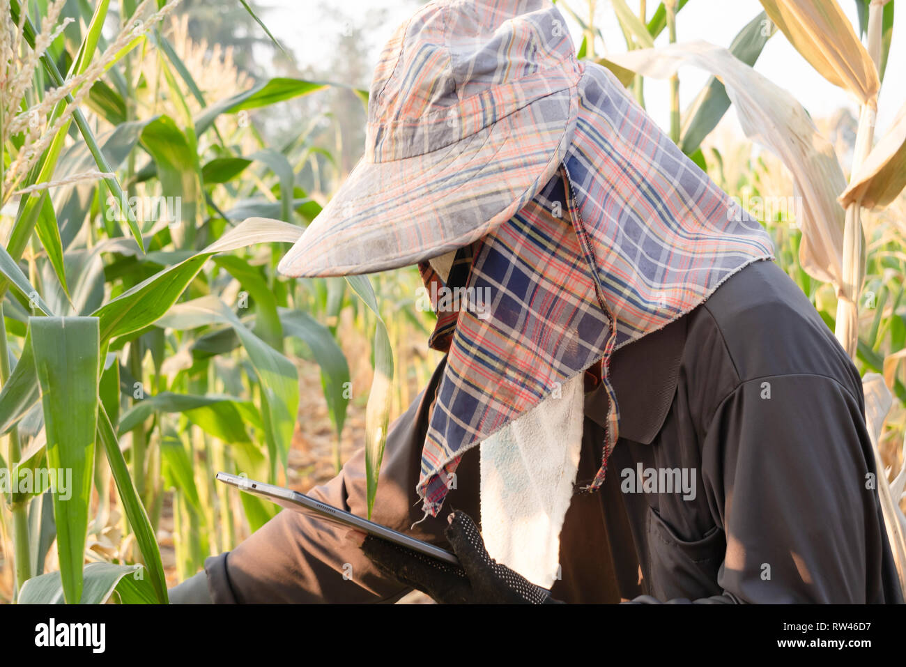Farmer checking field report hi-res stock photography and images - Alamy