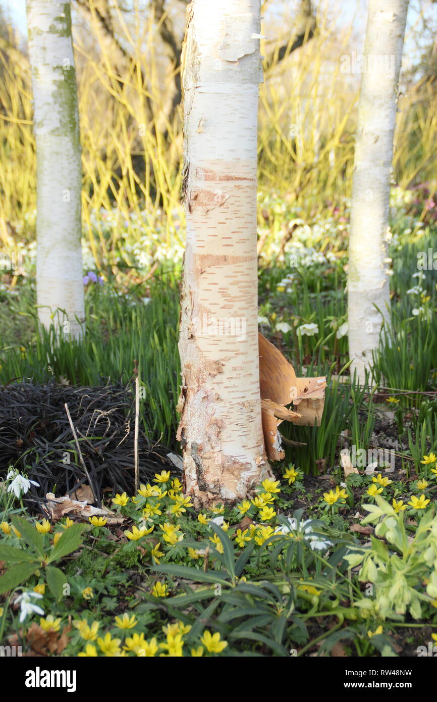 Birch trees garden uk hi-res stock photography and images - Alamy Birch trees garden uk hi-res stock photography and images - Alamy