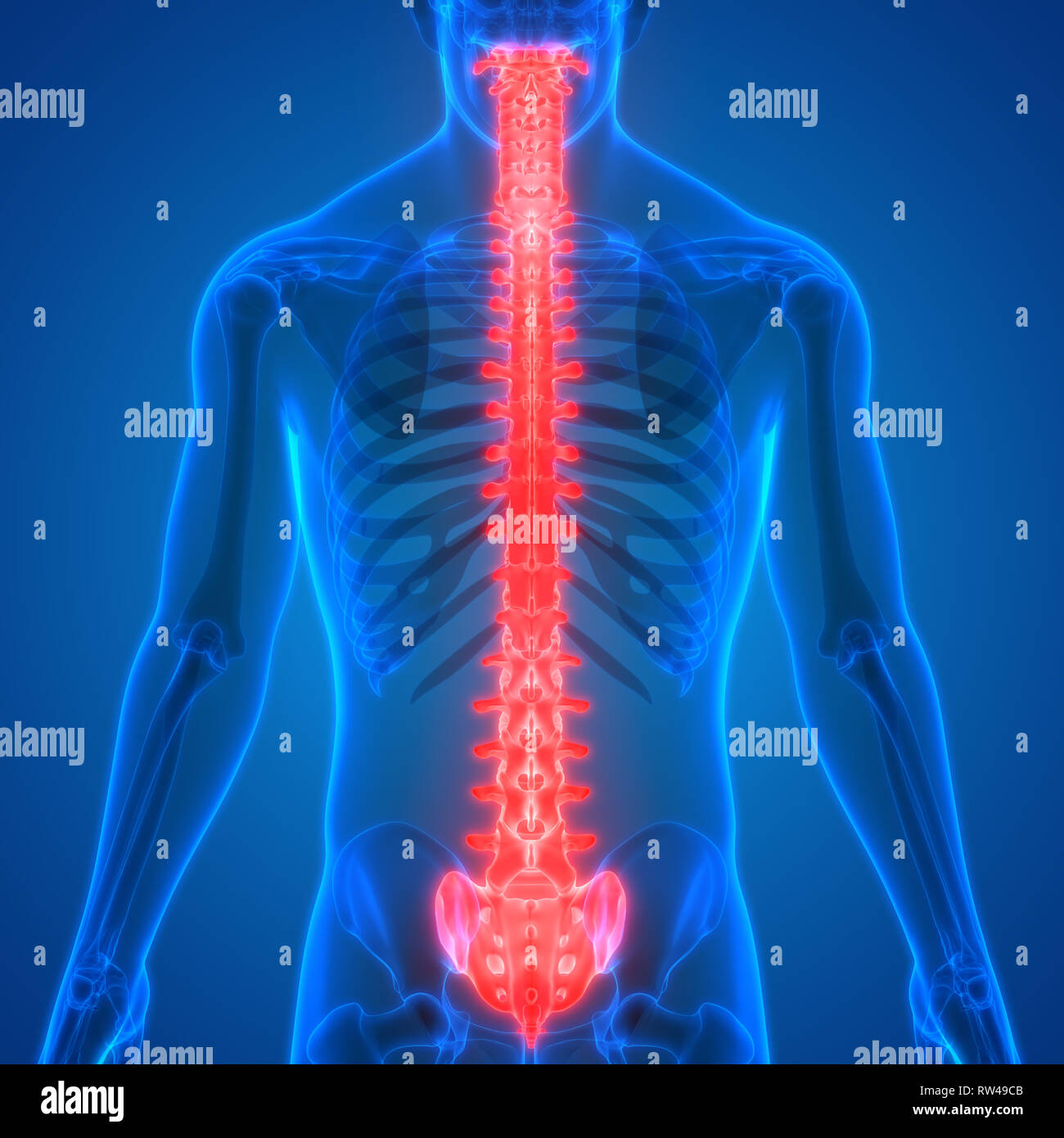 Human Skeleton System Vertebral Column Anatomy Stock Photo - Alamy