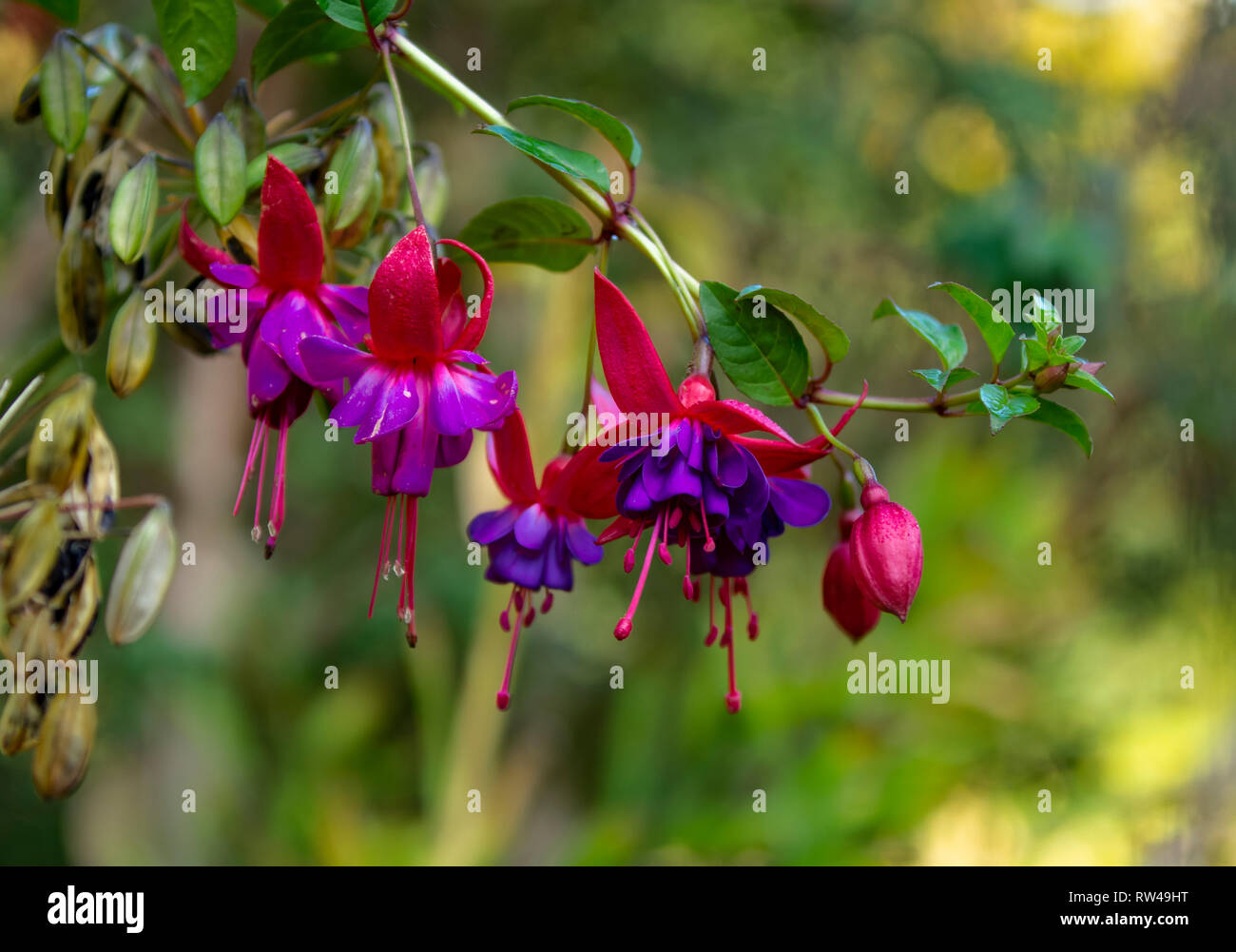 Fuchsia leaves hi-res stock photography and images - Alamy