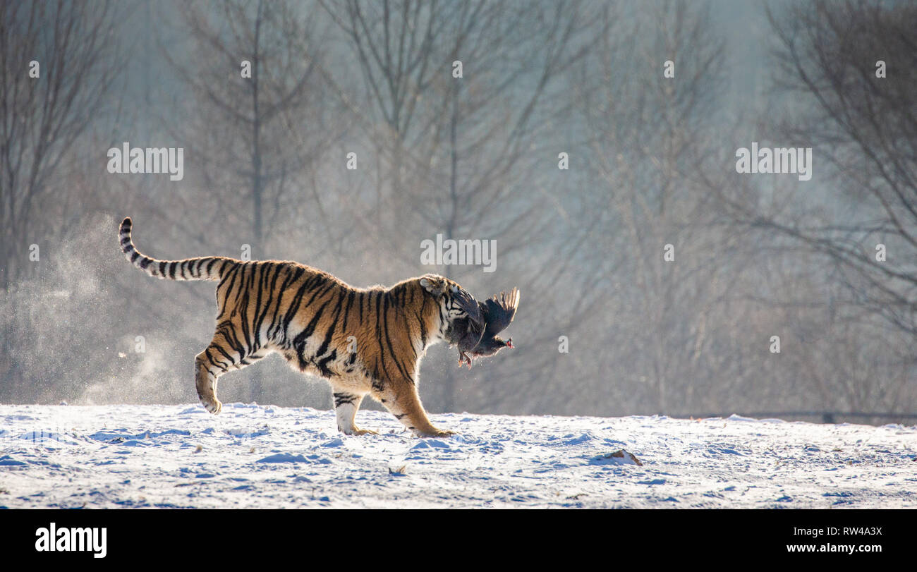 Siberian Tiger running in the snow and catch their prey. Very dynamic ...