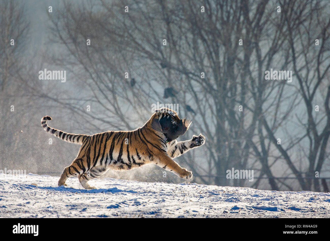 Siberian Tiger running in the snow and catch their prey. Very dynamic ...
