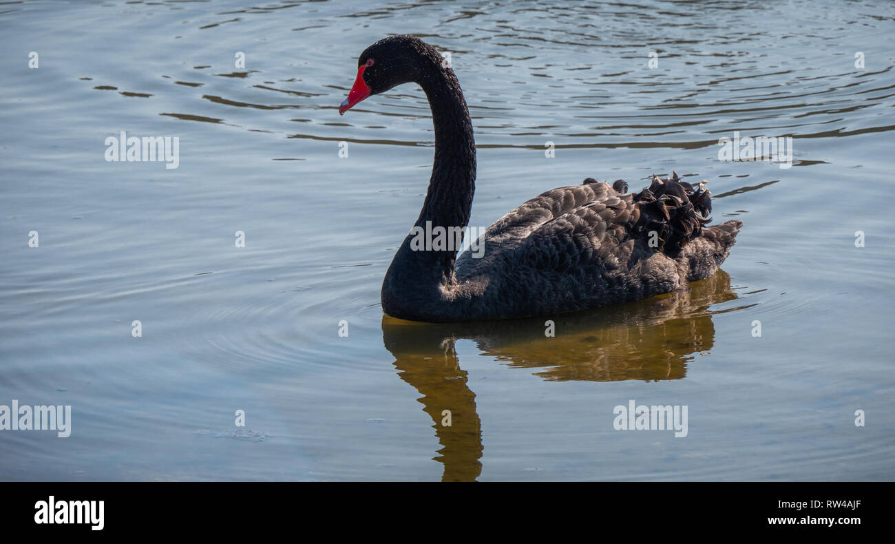 The famous Black Swans at Leeds Castle in England - KENT, UNITED ...
