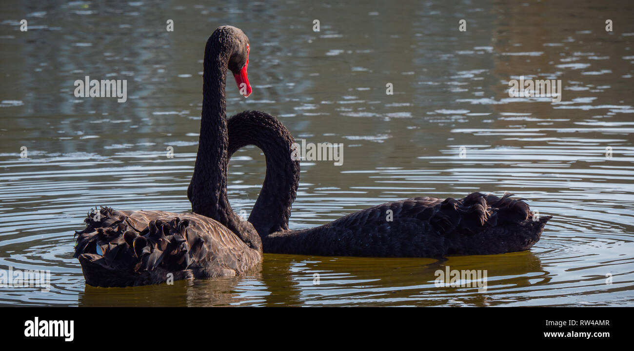 The famous Black Swans at Leeds Castle in England - KENT, UNITED ...
