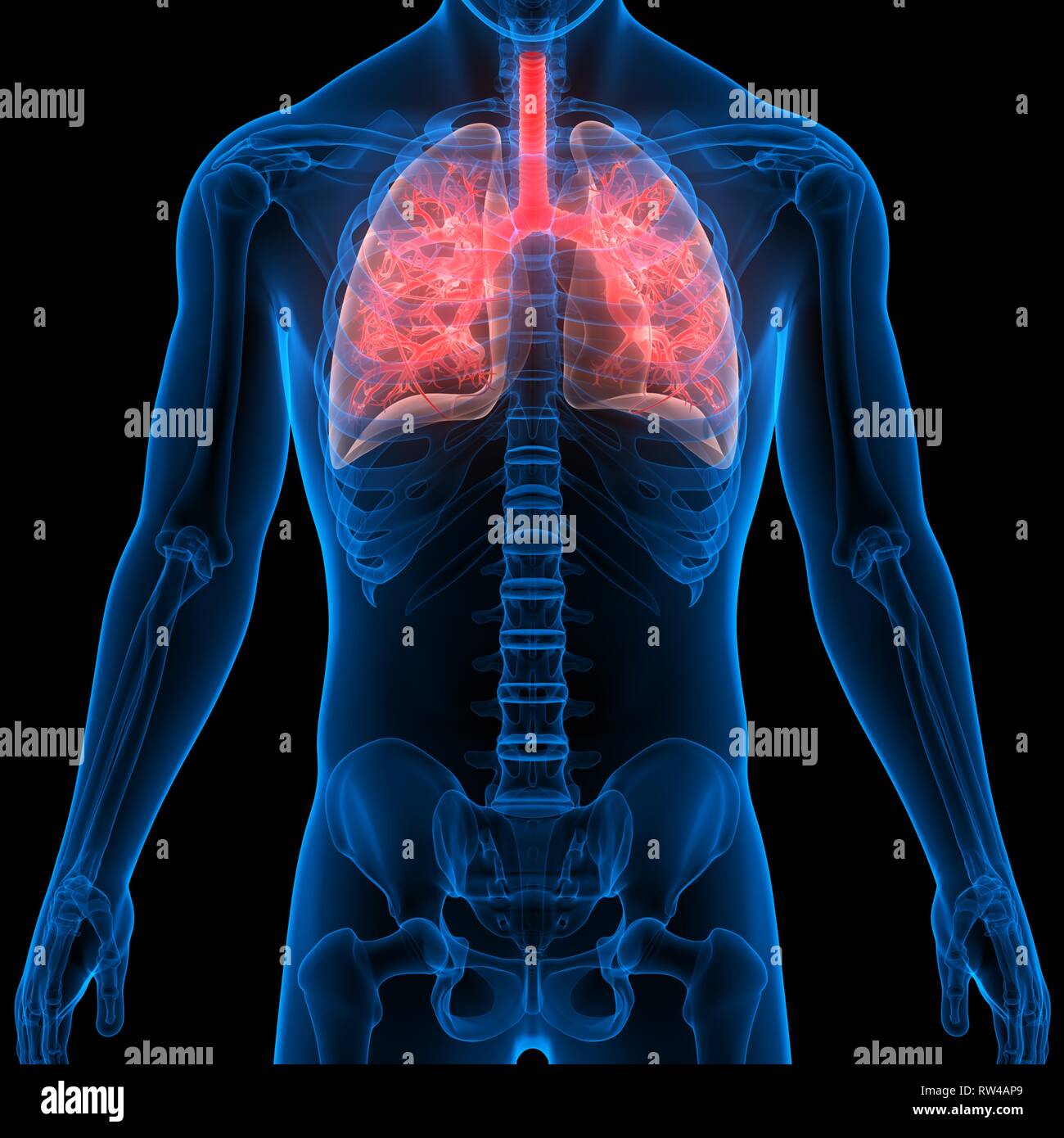 Human Respiratory System Lungs Anatomy Stock Photo - Alamy