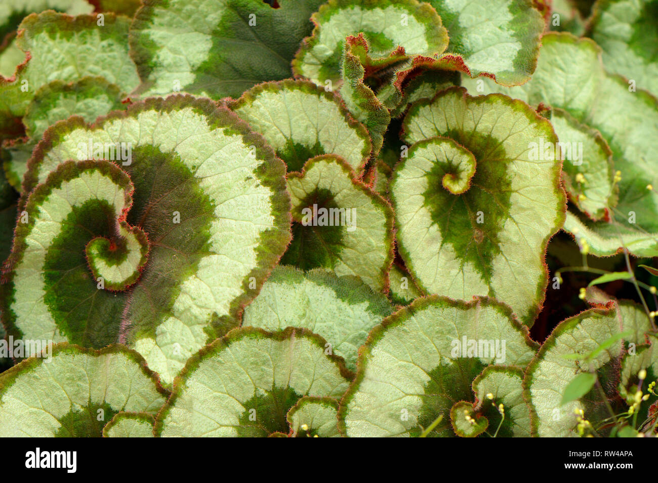 Begonia Escargot foliage creating a pattern in a garden Stock Photo - Alamy