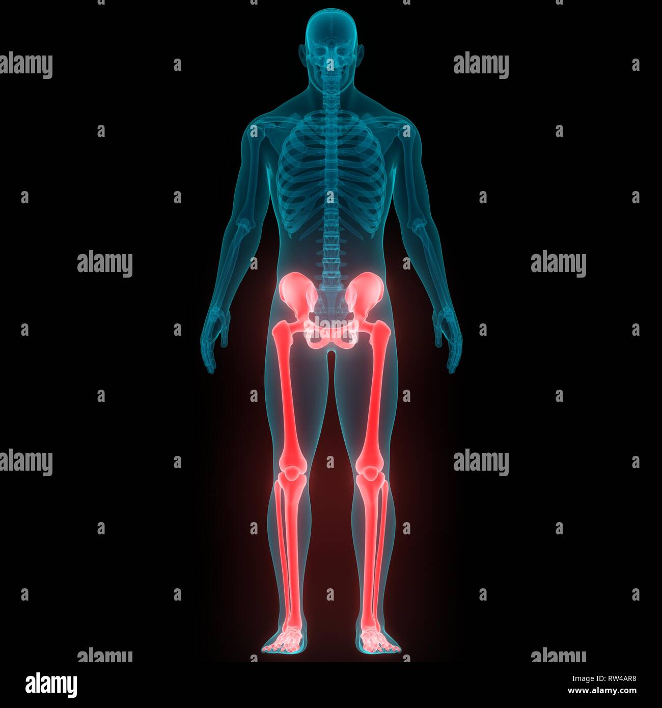 Human Skeleton System Lower Limbs Anatomy Stock Photo - Alamy