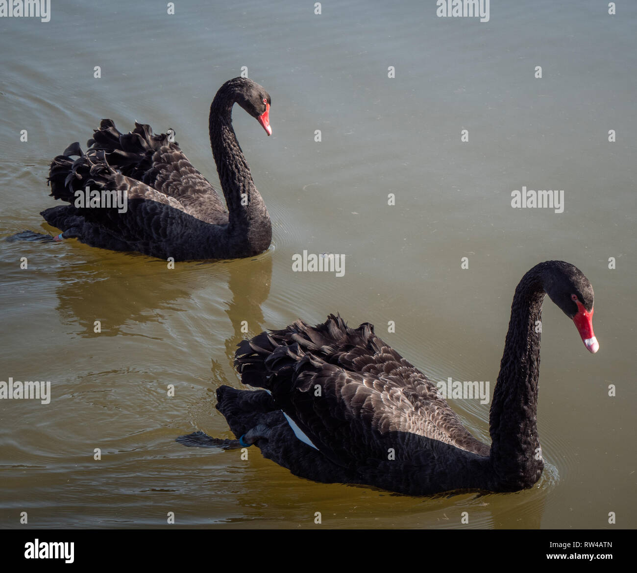 The famous Black Swans at Leeds Castle in England - KENT, UNITED ...