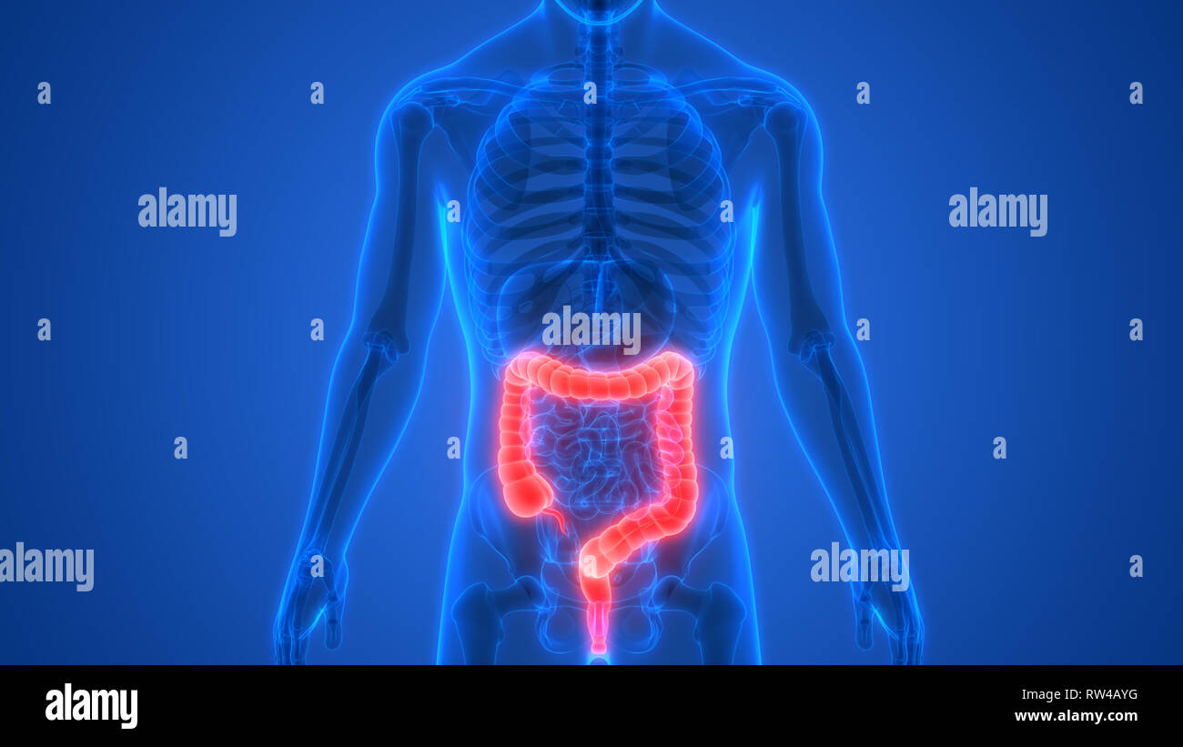 Human Digestive System Large Intestine Anatomy Stock Photo - Alamy