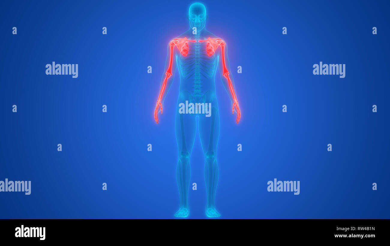 Human Skeleton System Upper Limbs Anatomy Stock Photo - Alamy