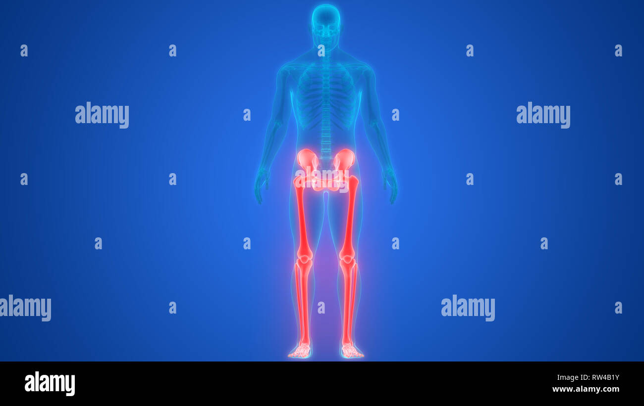 Human Skeleton System Lower Limbs Anatomy Stock Photo - Alamy