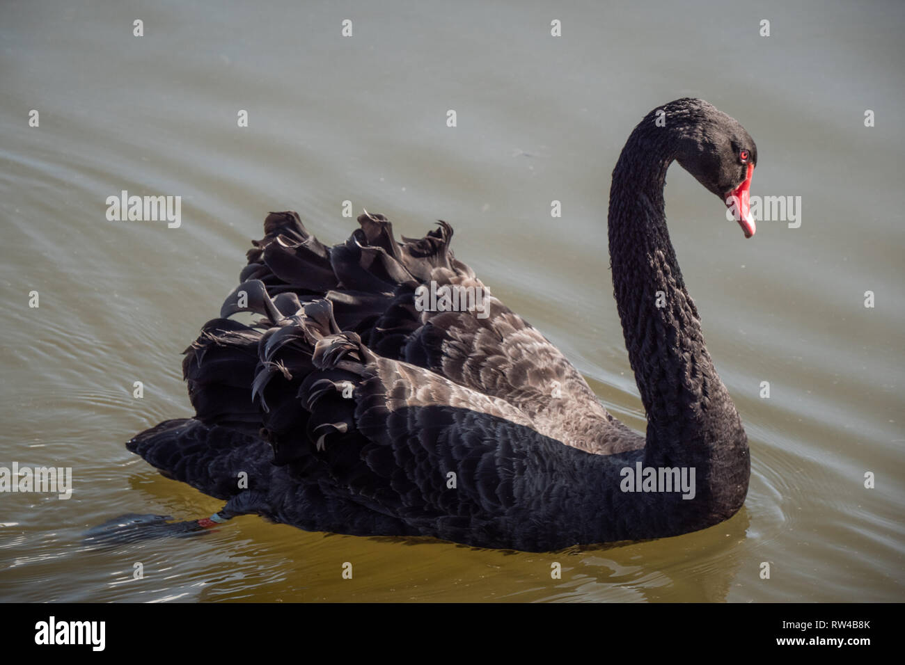 The famous Black Swans at Leeds Castle in England - KENT, UNITED ...