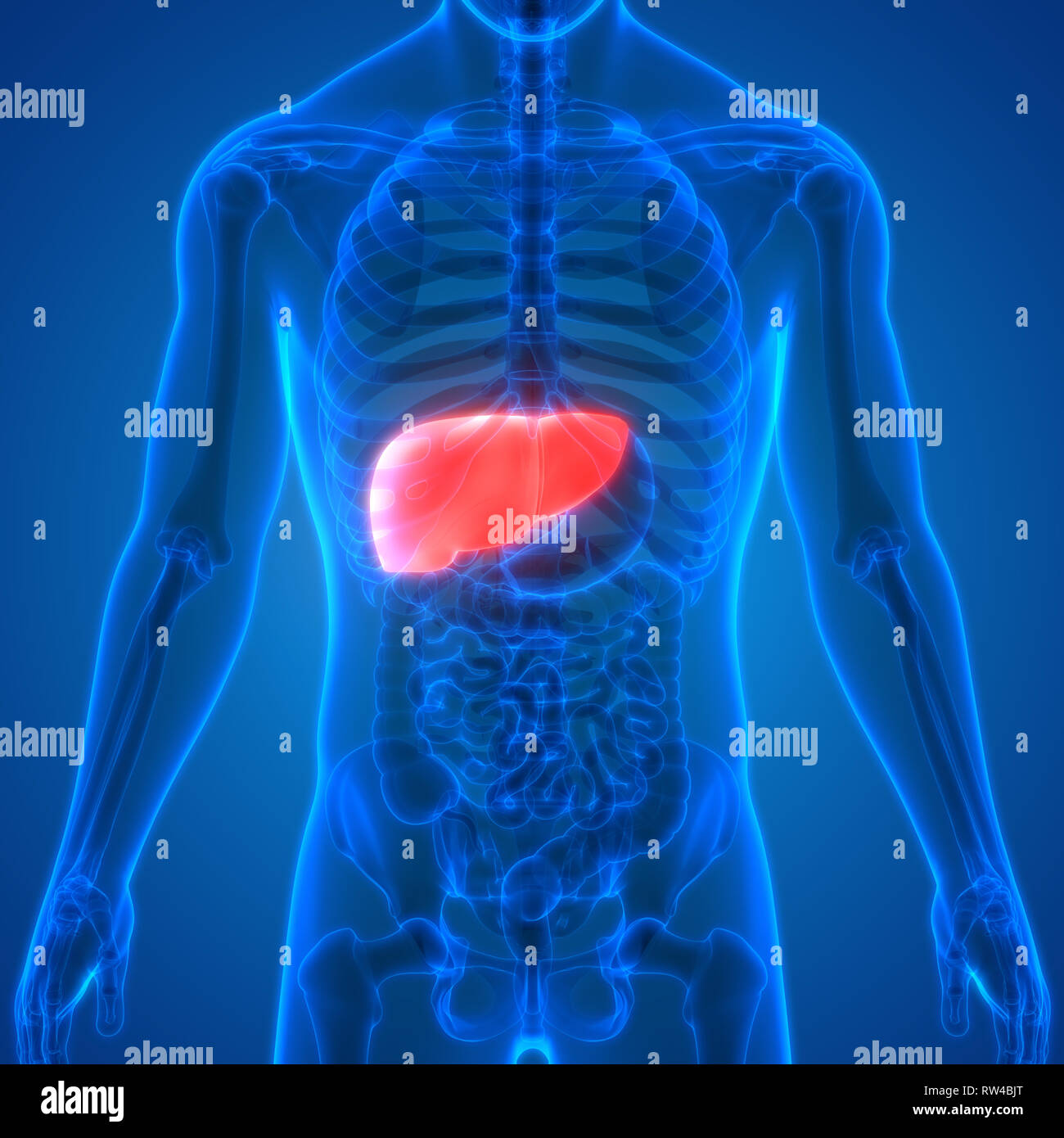 Human Liver Anatomy Stock Photo - Alamy