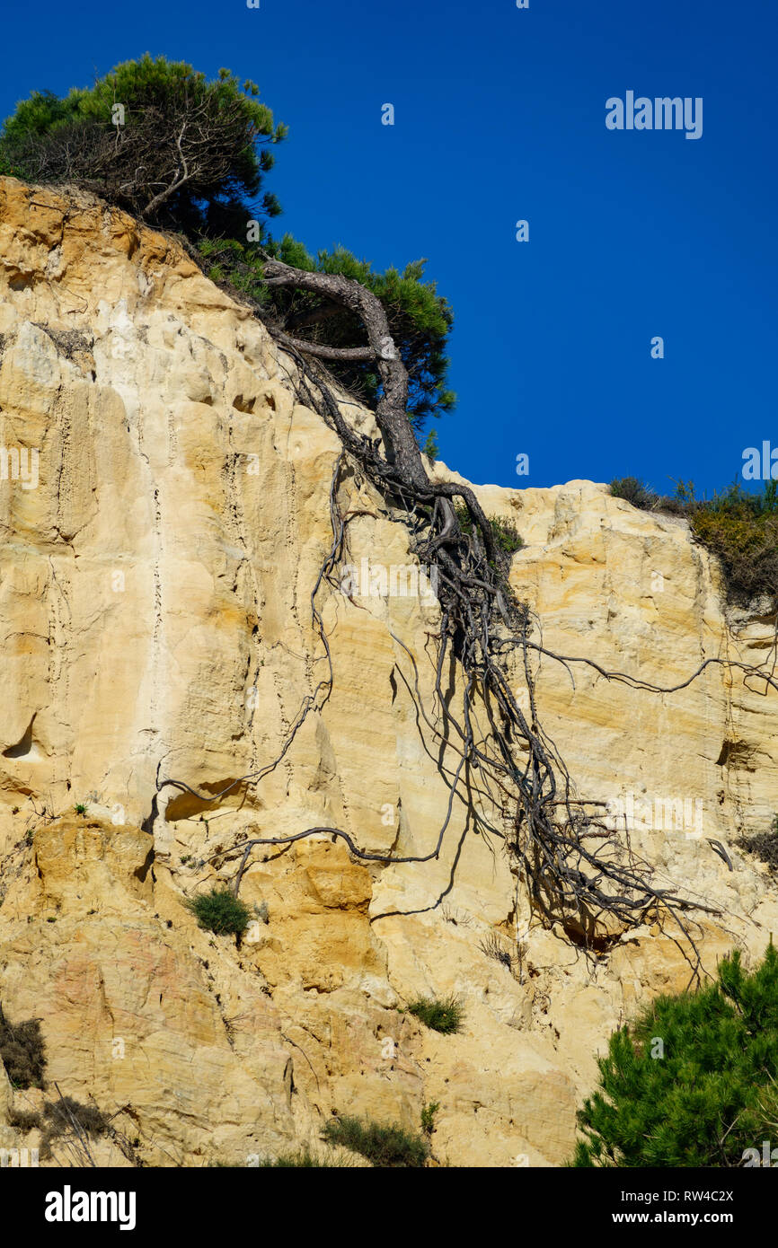 Bottom view of pine tree roots after landside, vertical composition ...