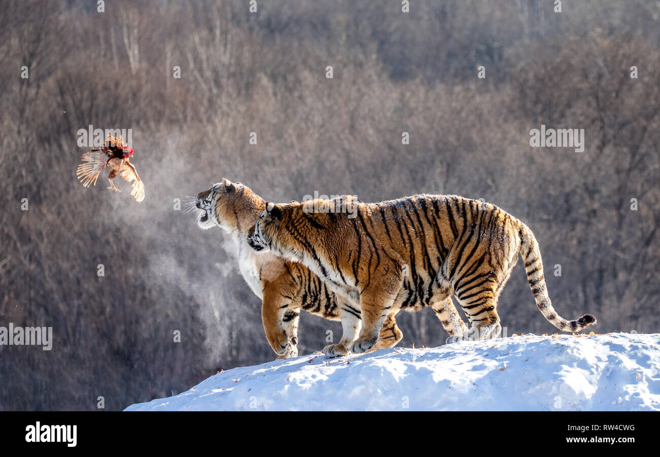 Several siberian tigers are standing on a snow-covered hill and catch ...
