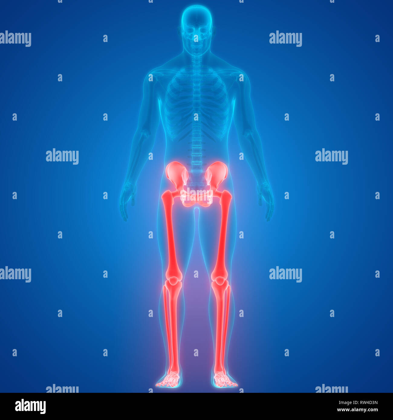 Human Skeleton System Lower Limbs Anatomy Stock Photo - Alamy