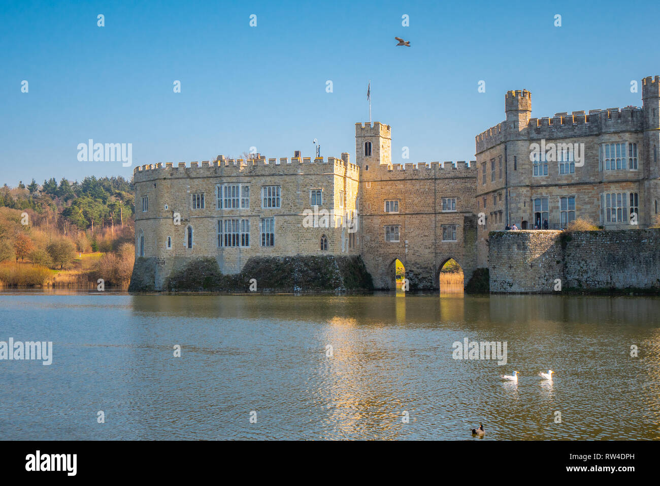 Leeds castle black swan hi-res stock photography and images - Alamy