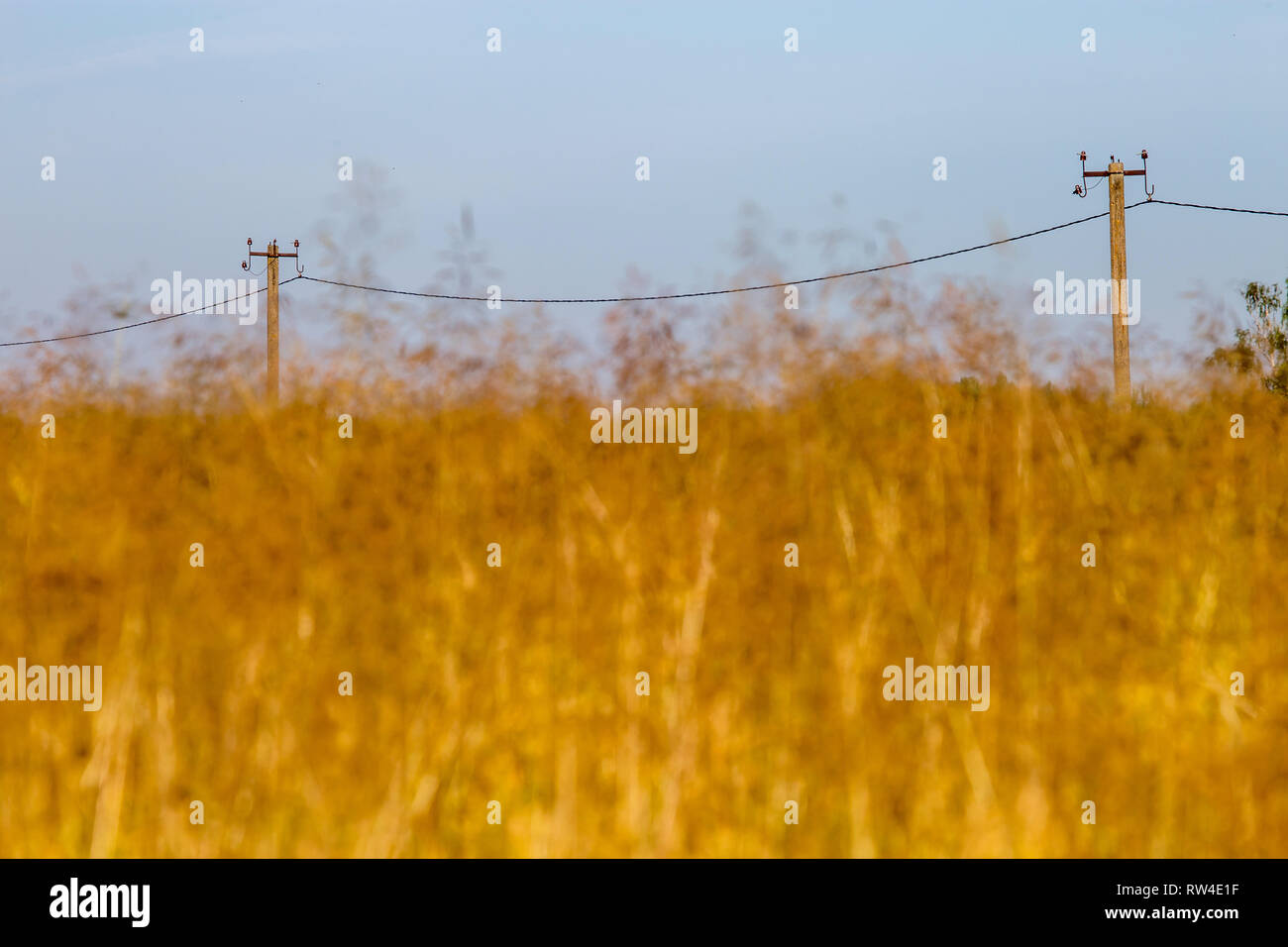 Summer landscape with cornfield and blue sky. Classic rural landscape ...