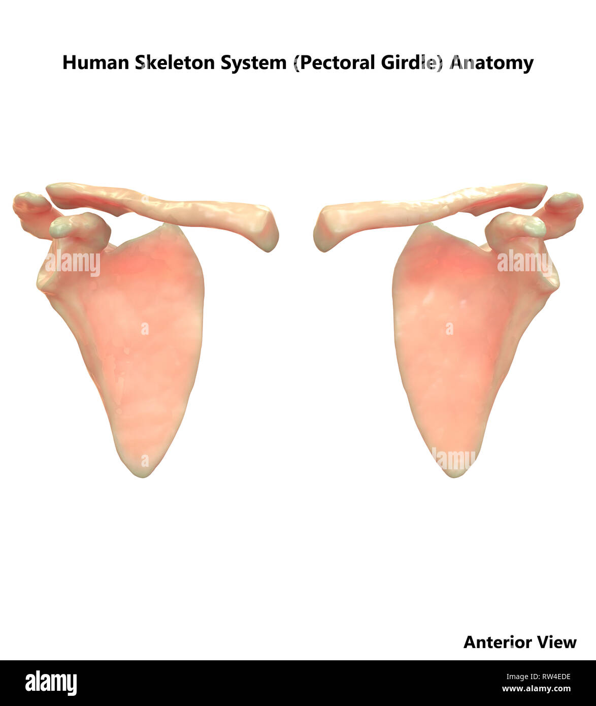 Human Skeleton System Bone Joints Anatomy Stock Photo - Alamy